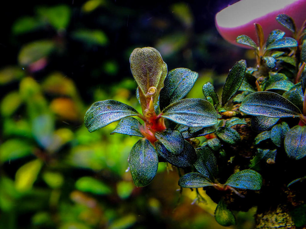 Bucephalandra - Prekrevetky.sk