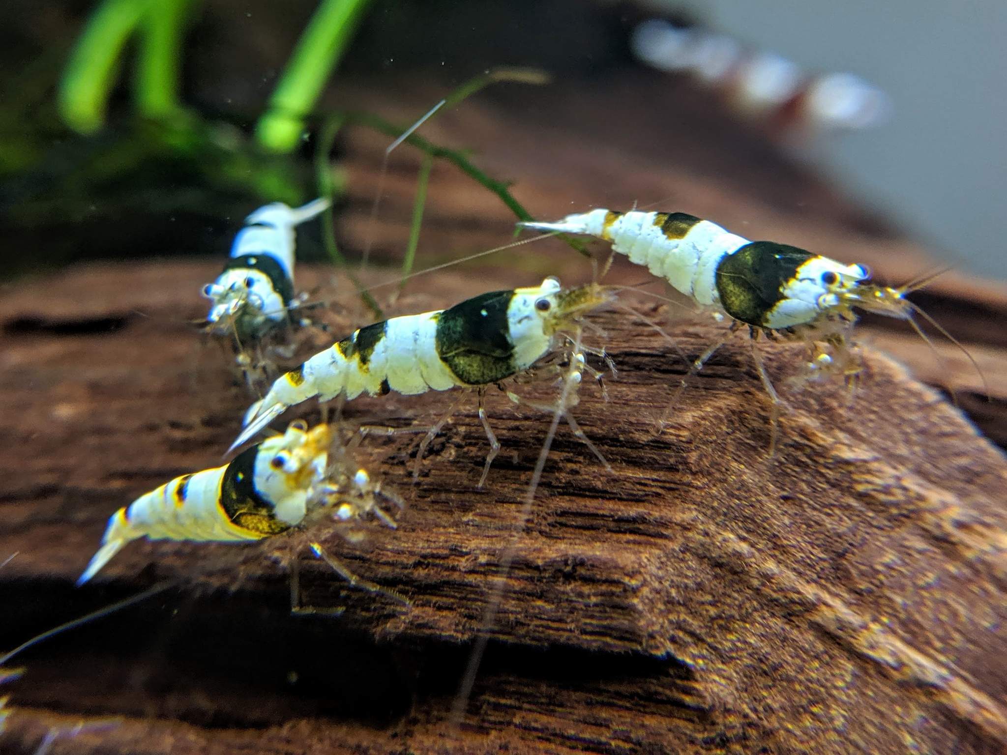Caridina - Prekrevetky.sk