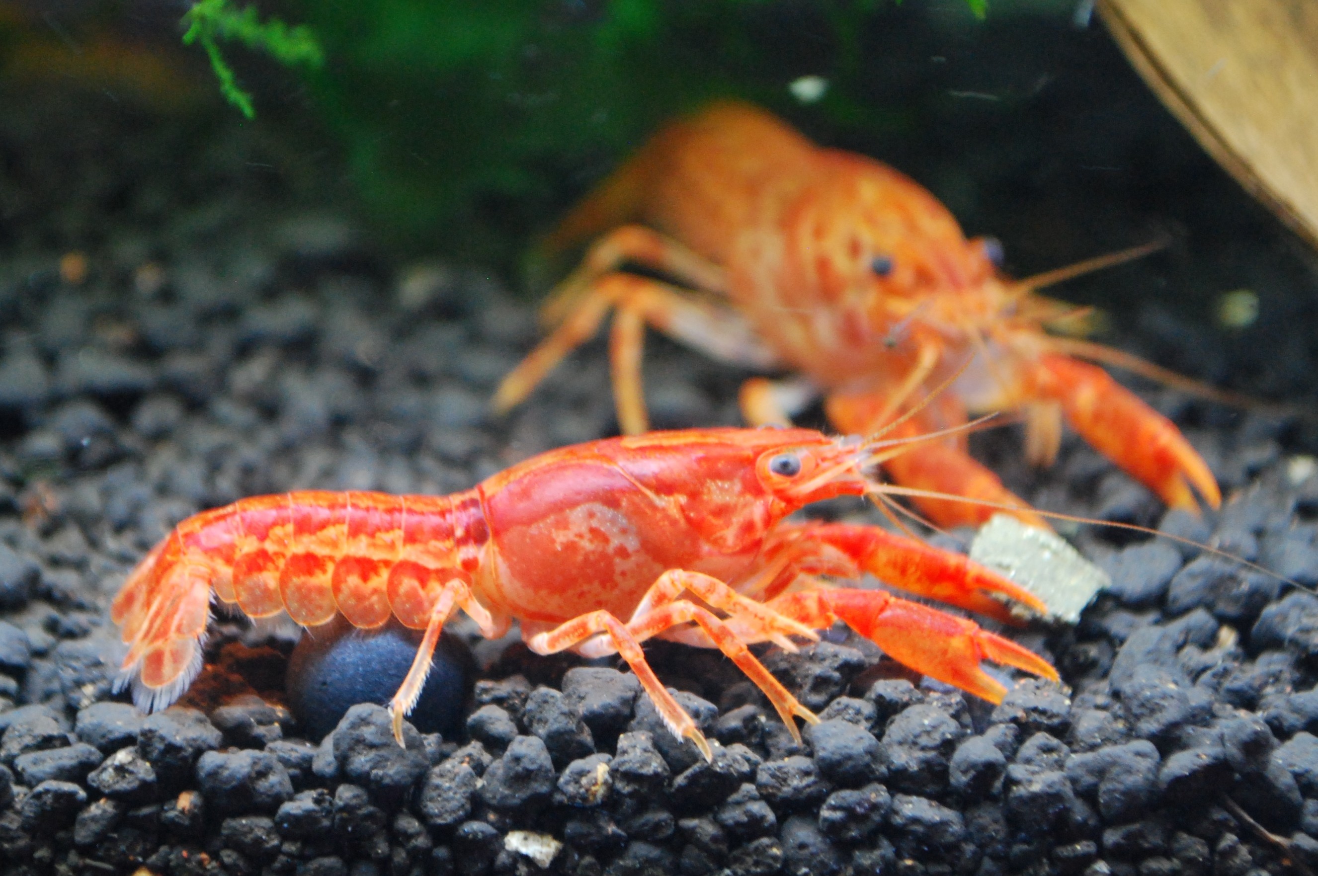 Raky - Prekrevetky.sk